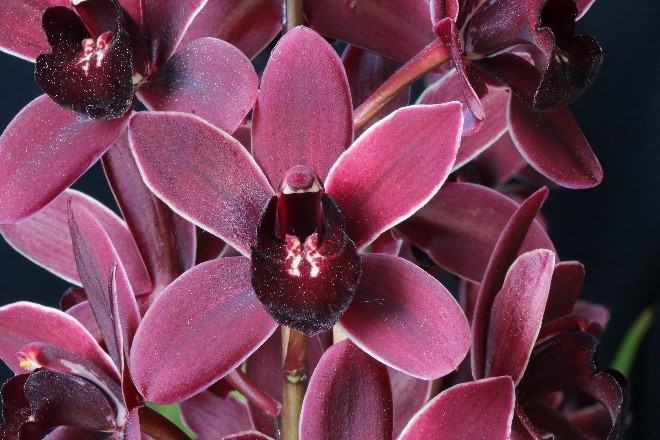 Orchids of the Year Archive – Orchid Council of New Zealand Inc.