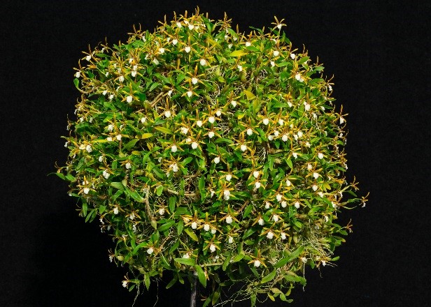 Orchids of the Year Archive – Orchid Council of New Zealand Inc.