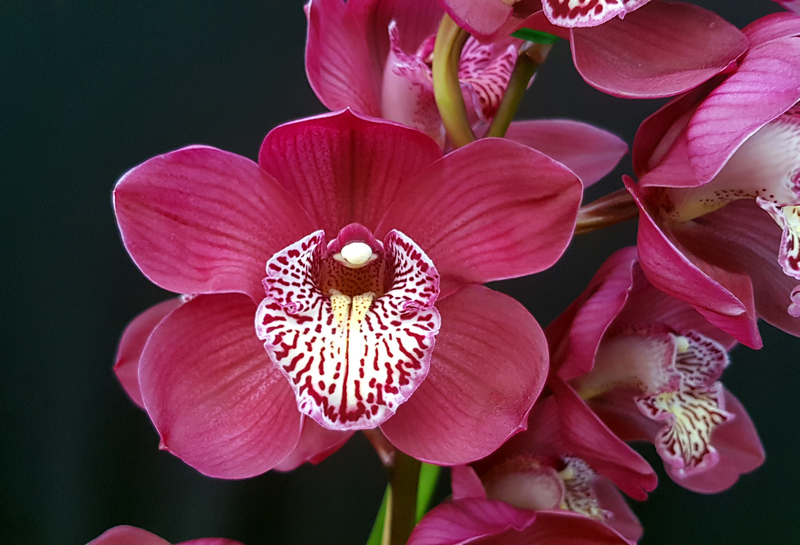 Orchids of the Year Archive – Orchid Council of New Zealand Inc.