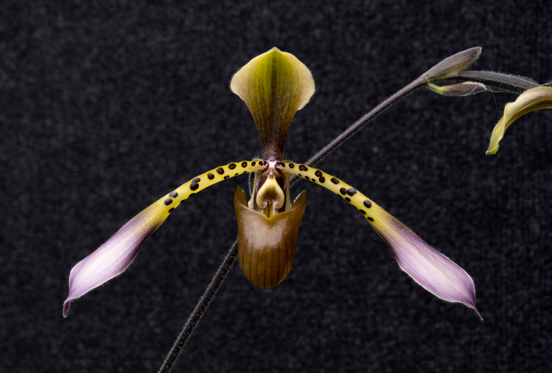 Orchids of the Year Archive – Orchid Council of New Zealand Inc.