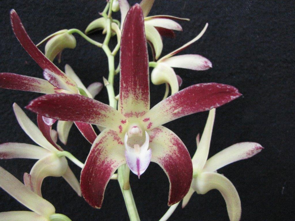 Growing Orchids in NZ – Orchid Council of New Zealand Inc.