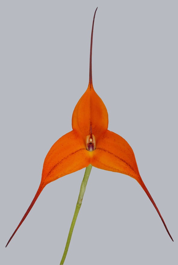 Growing Orchids in NZ – Orchid Council of New Zealand Inc.