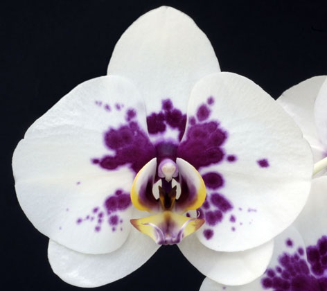 Growing Orchids in NZ – Orchid Council of New Zealand Inc.