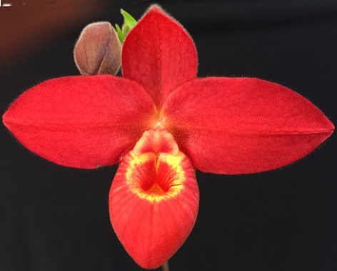 Growing Orchids in NZ – Orchid Council of New Zealand Inc.